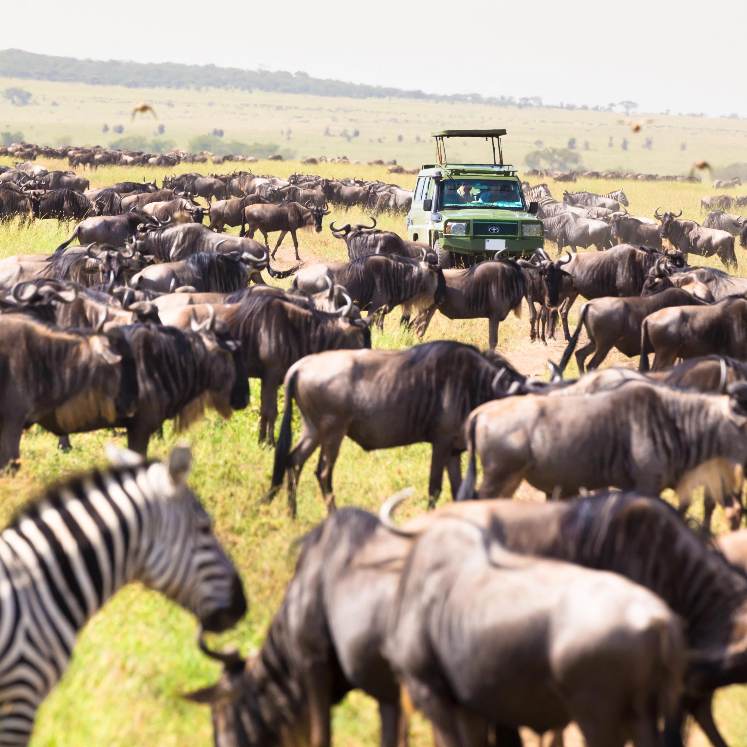 Qué ver en Tanzania ¡los 5 imperdibles de un safari!