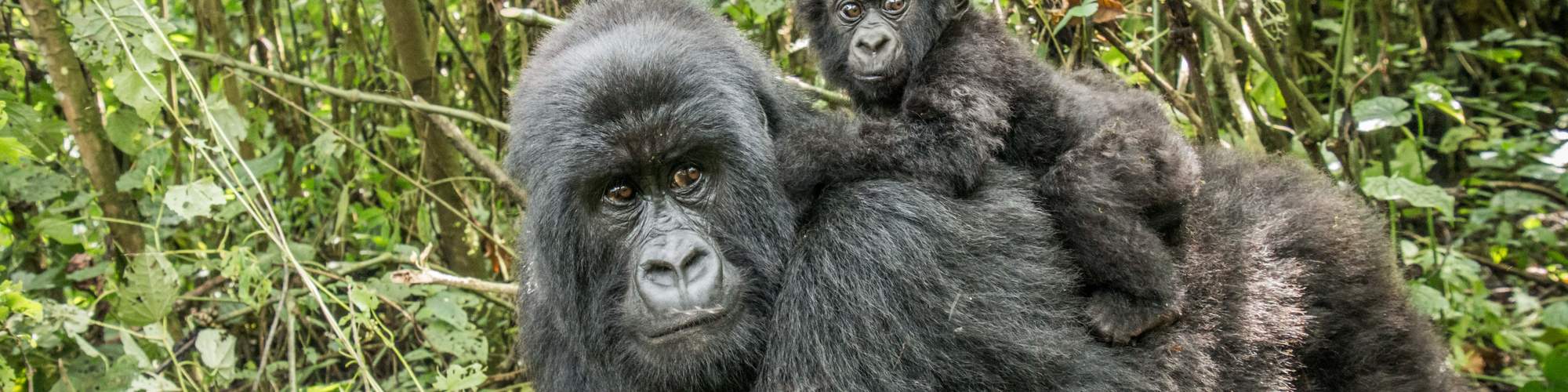 Gorilas en la Nieve. Qué ver en el Parque de Virunga en el Congo