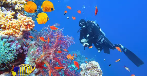 Descubre el paraíso del buceo en Roatán, Honduras