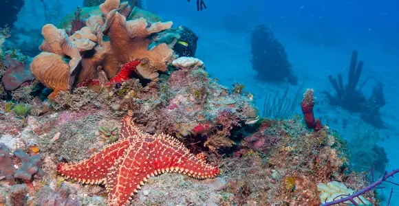 Descubre el paraíso del buceo en Roatán, Honduras