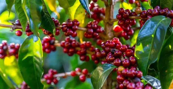 Curiosidades de Costa Rica que te sorprenderán durante tu viaje