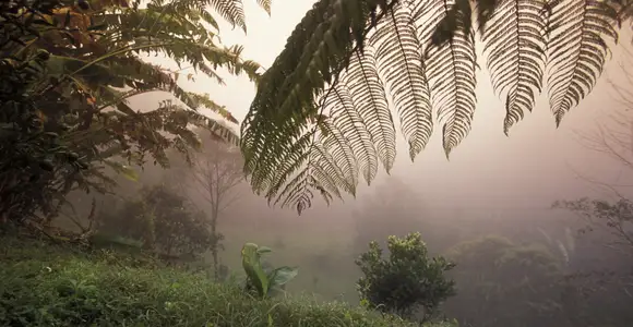 Descubre las fascinantes ruinas de Copán en Honduras