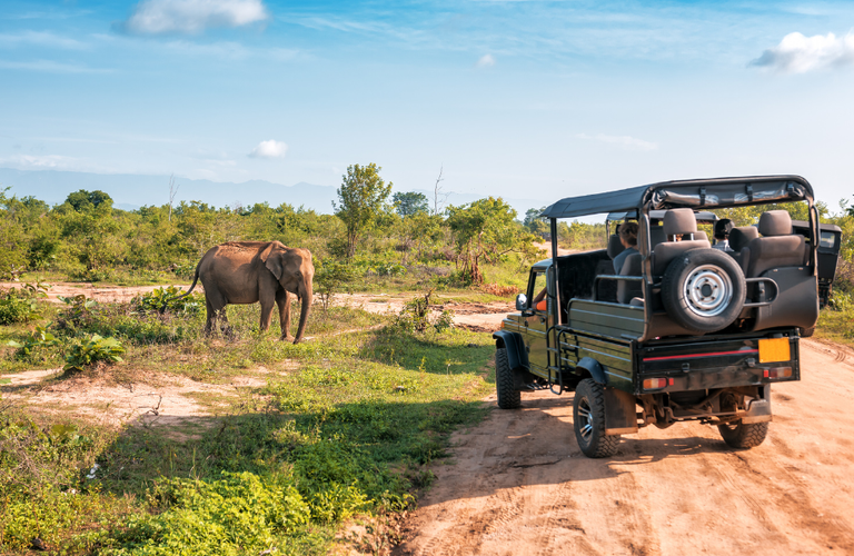 Qué ver en Tanzania ¡los 5 imperdibles de un safari!